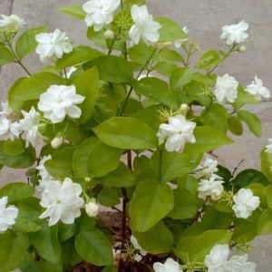 Pistachio live plant (pista ka podha) - Bonsai Plants Nursery
