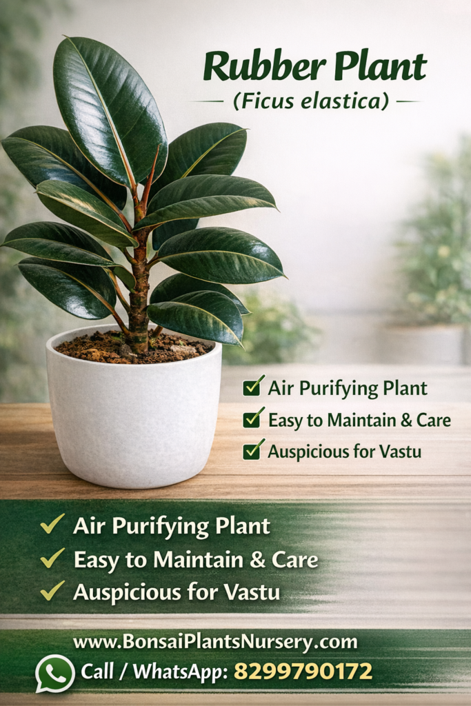 🌿 Rubber Plant (Ficus elastica) – Premium Indoor Plant - Bonsai Plants ...