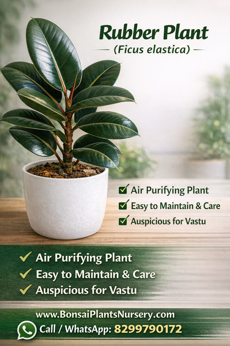 🌿 Rubber Plant (Ficus elastica) – Premium Indoor Plant - Bonsai Plants ...