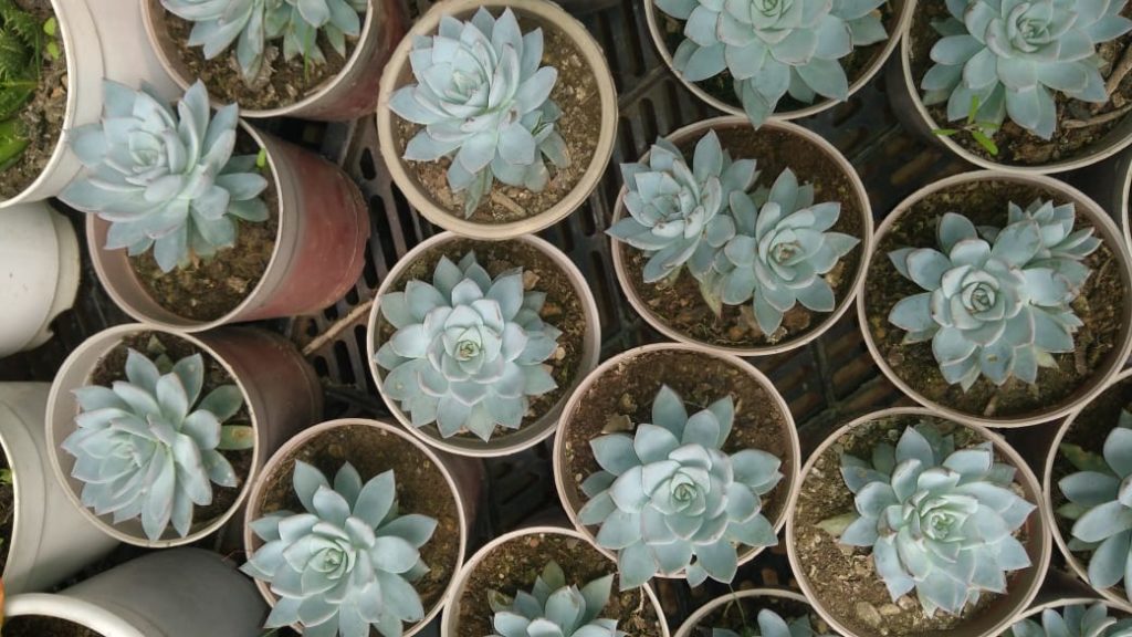 Laxmi kamal live plant ( lakshmi kamal ka podha ) for home decoration ...