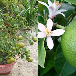 Combo baramasi lemon and Pomegranate live plant - Bonsai Plants Nursery