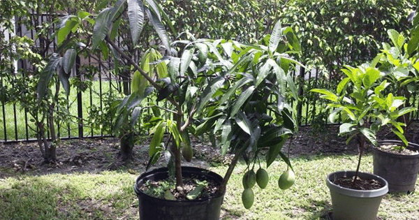 Chausa mango plant - Bonsai Plants Nursery