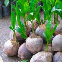 Dwarf coconut live plant (narial ka podha) hybrid coconut fruit plant