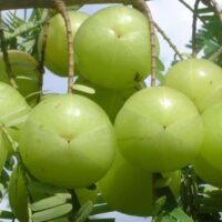 White Jamun Live Plant (Safed jamun ka paudha) - Bonsai Plants Nursery
