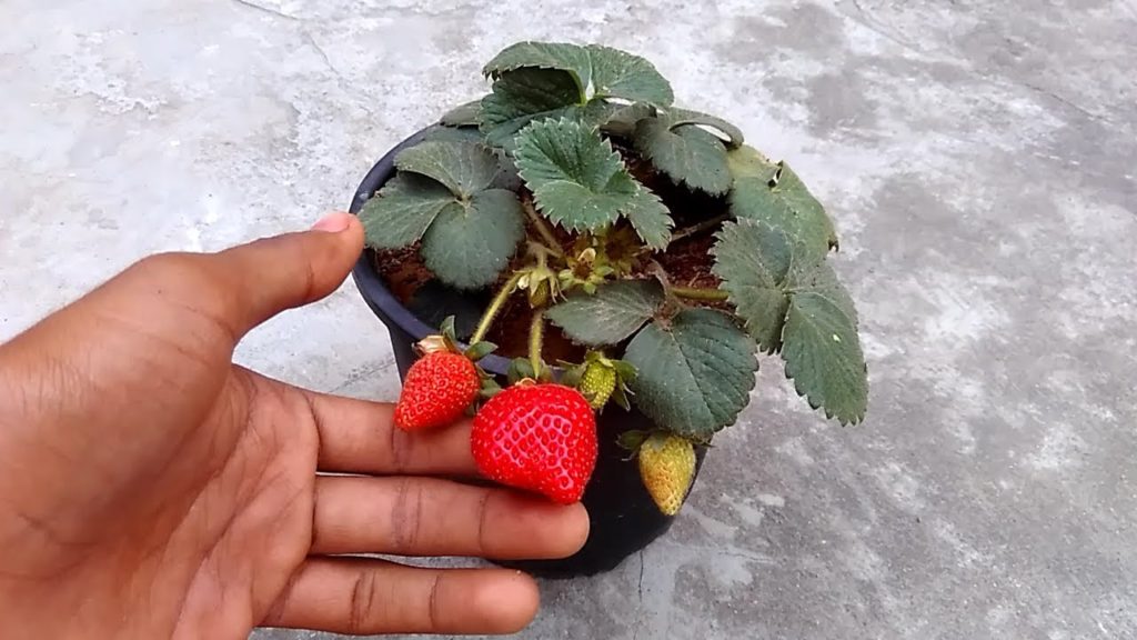 Strawberry Live Plant (Strawberry ka Paudha) - Bonsai Plants Nursery