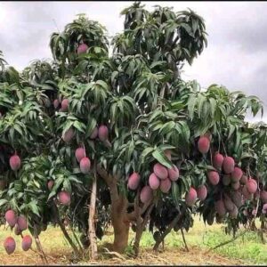 White Jamun Live Plant (Safed jamun ka paudha) - Bonsai Plants Nursery