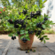 🌳 Jamun (Blackberry) Plant – Plantation, Care & Tips to Get Maximum ...