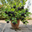 🌳 Jamun (Blackberry) Plant – Plantation, Care & Tips to Get Maximum ...