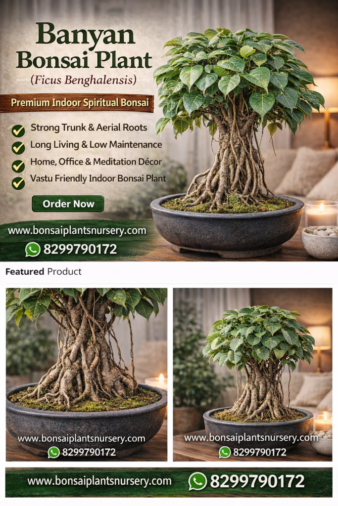 Banyan Bonsai Plant (Ficus Benghalensis) – Premium Indoor Spiritual ...