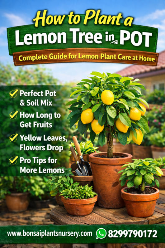 🍋 How to Plant a Lemon Tree in a Pot Complete Guide for Lemon Plant ...