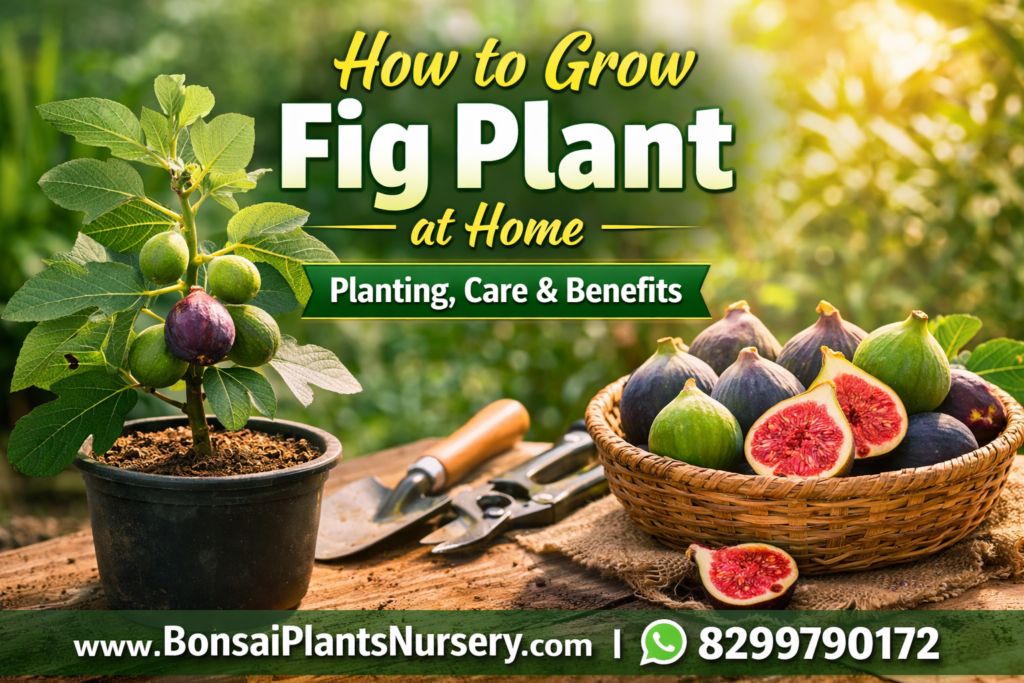 How to Grow Fig Plant (Anjeer) – Method of Planting, Care, Benefits ...