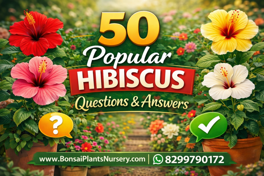 🌺 50 Most Frequently Asked Questions About Hibiscus (Gudhal) Plant ...