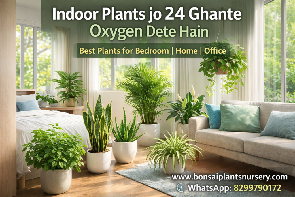 Indoor Plants That Give Oxygen 24 Hours – Best Oxygen Plants for ...