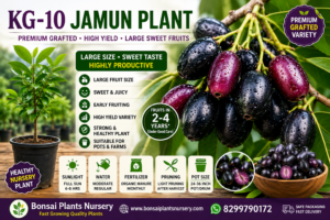 KG-10 Jamun Plant (Grafted) | Large Fruit Variety | Buy Online India