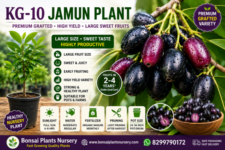 KG-10 Jamun Plant (Grafted) | Large Fruit Variety | Buy Online India